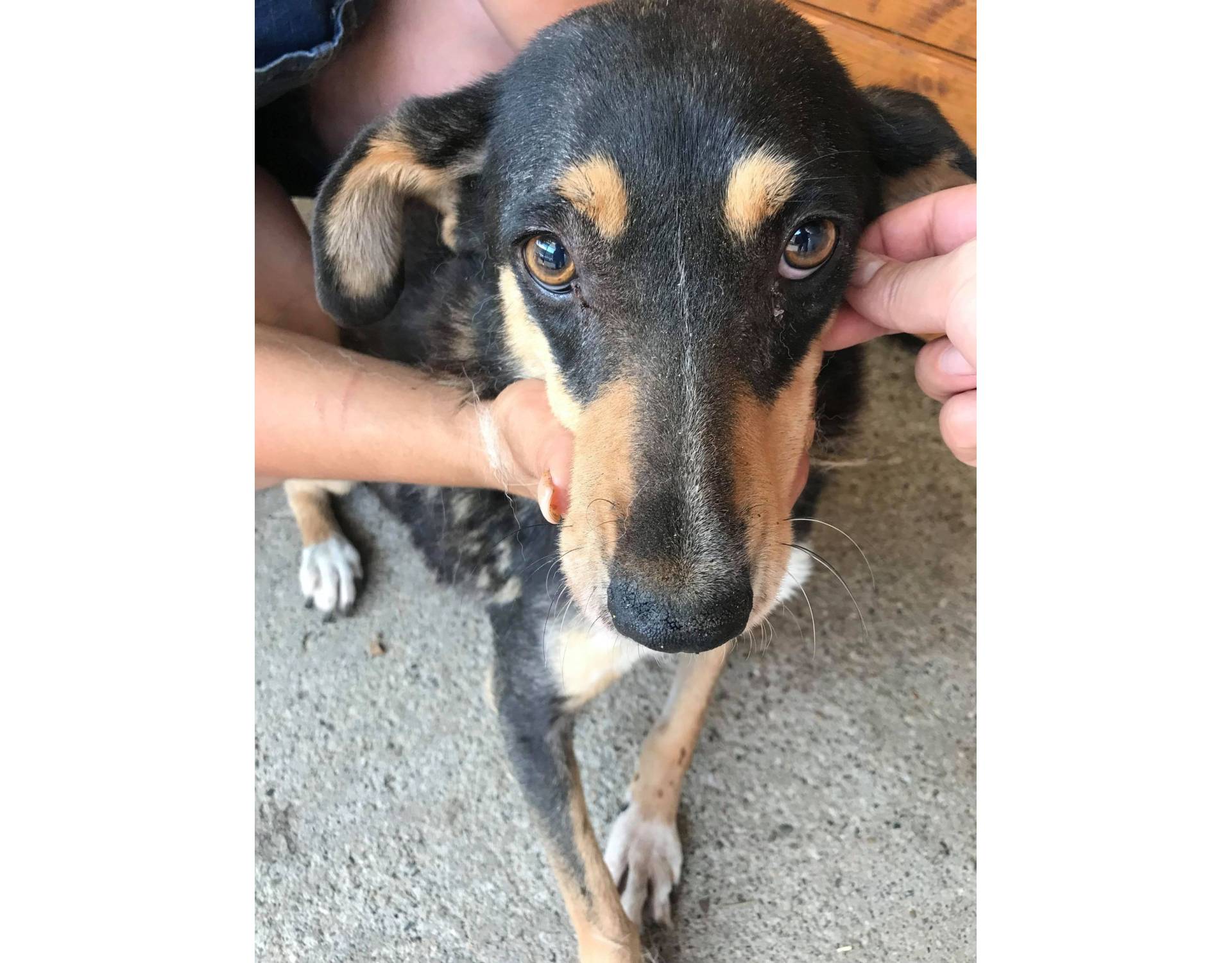 Perdy | Medium Size Black and tan Grown-up Female Shy | Rescue Dogs Romania