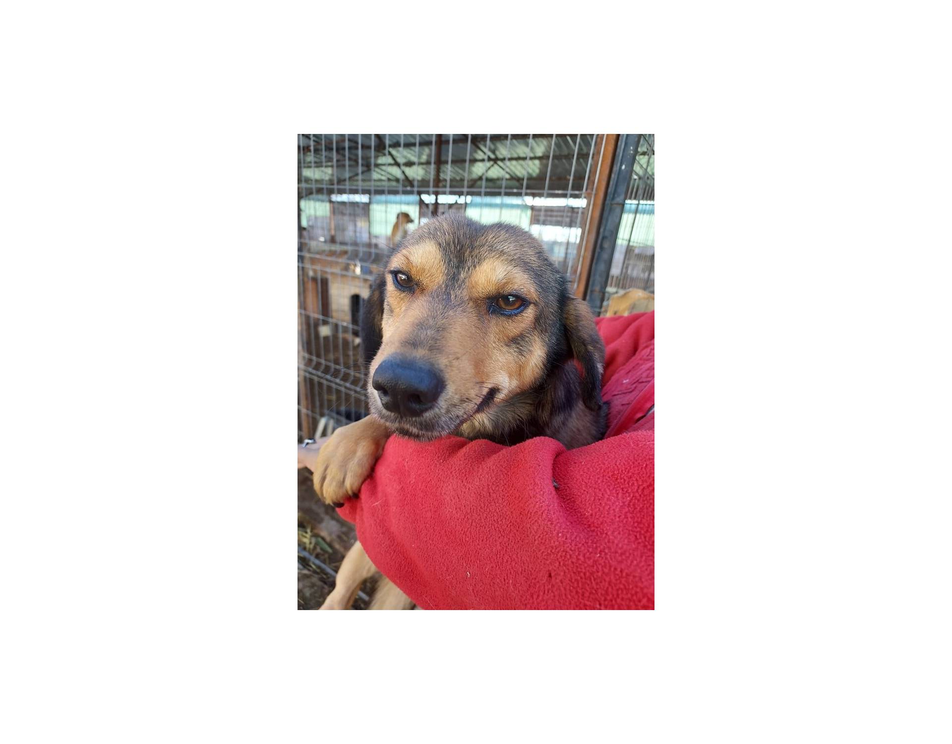 Bentley | Small to medium Size Brown Grown-up Male Sociable | Rescue ...