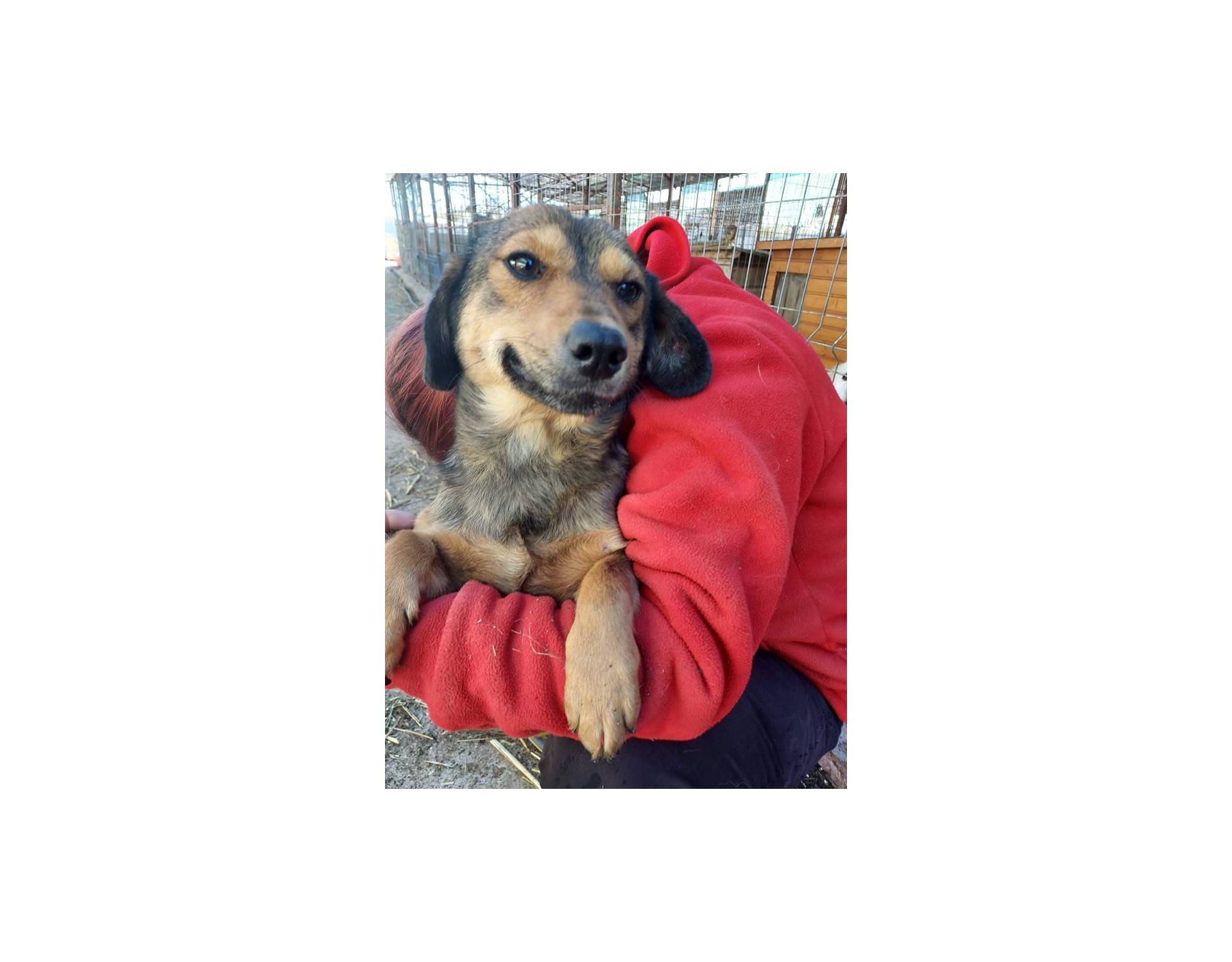 Bentley | Small to medium Size Brown Grown-up Male Sociable | Rescue ...