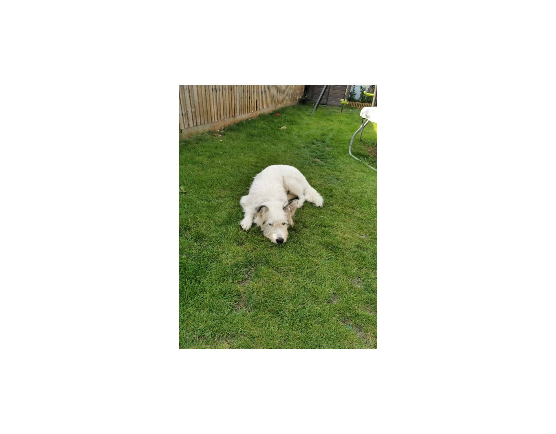 Floyd | Medium Size White and black Puppy Male Sociable | Rescue Dogs ...