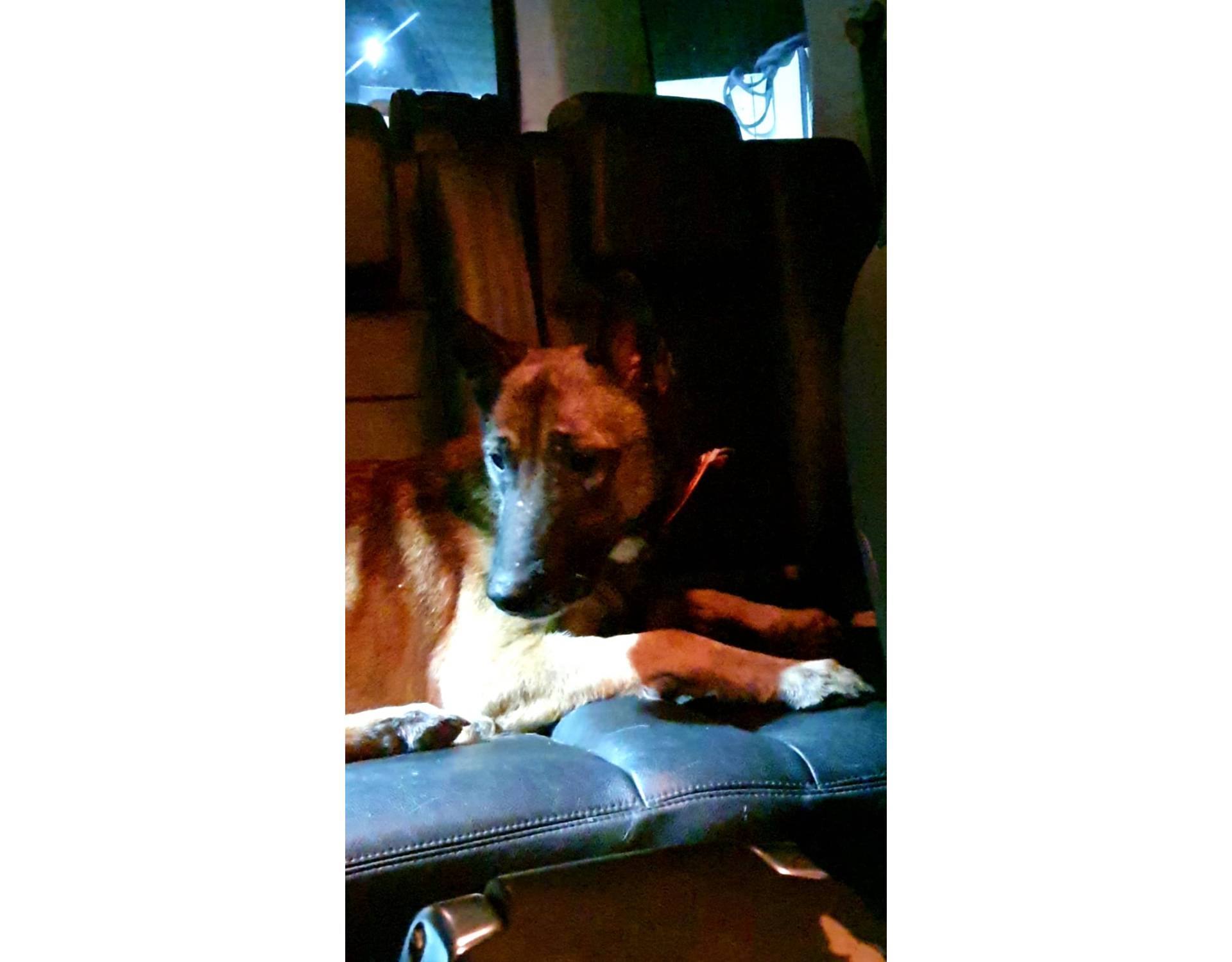 Scout | Large Size Black and beige Grown-up Male Sociable | Rescue Dogs ...