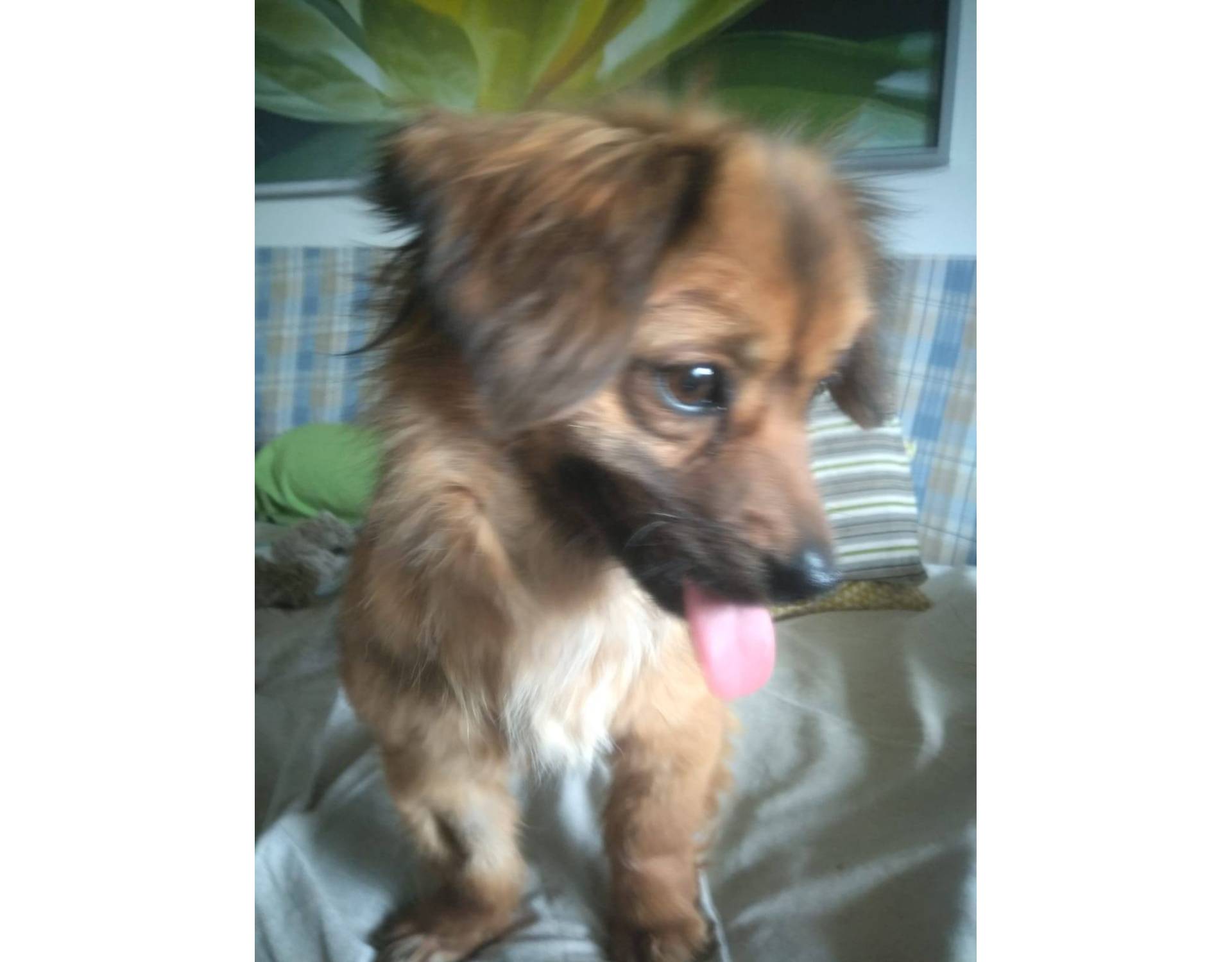 Ruby | Small Size Grown-up Female Very sociable | Rescue Dogs Romania