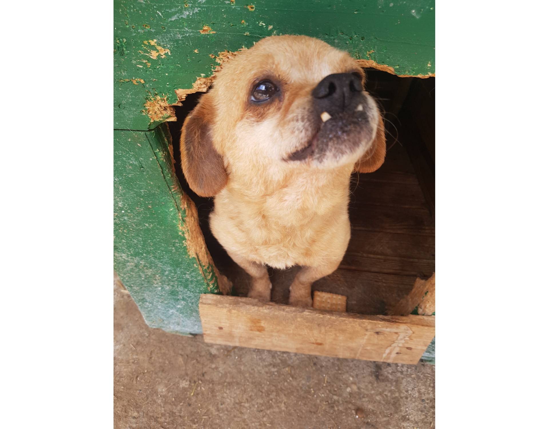 Betty | Small Size Senior Female Sociable | Rescue Dogs Romania
