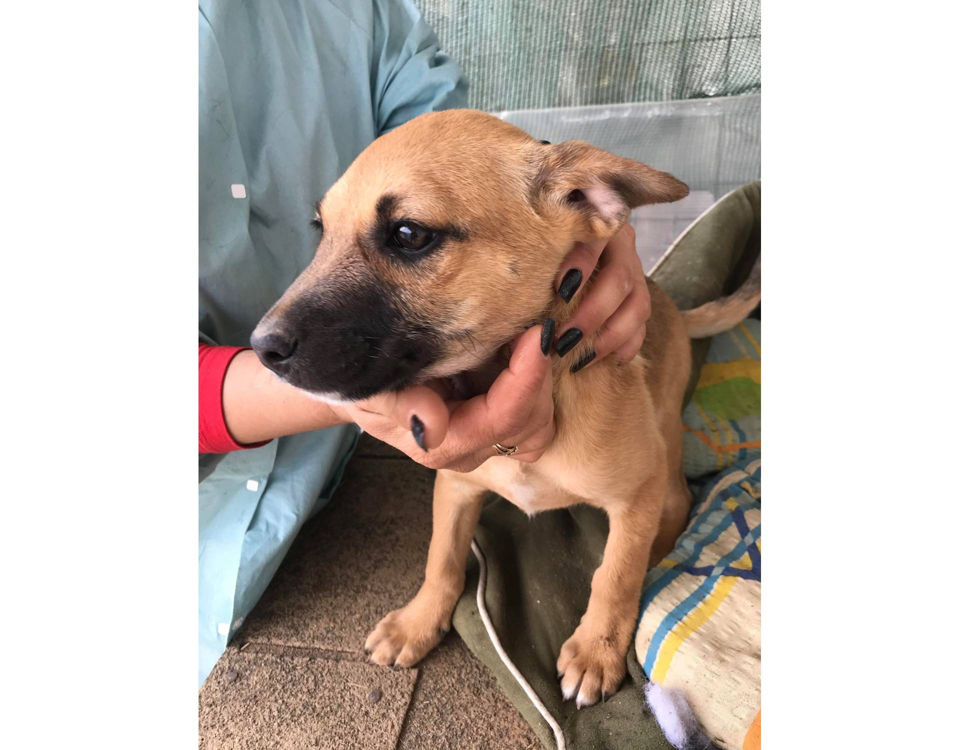 Pip | Medium Size Puppy Female Sociable | Rescue Dogs Romania