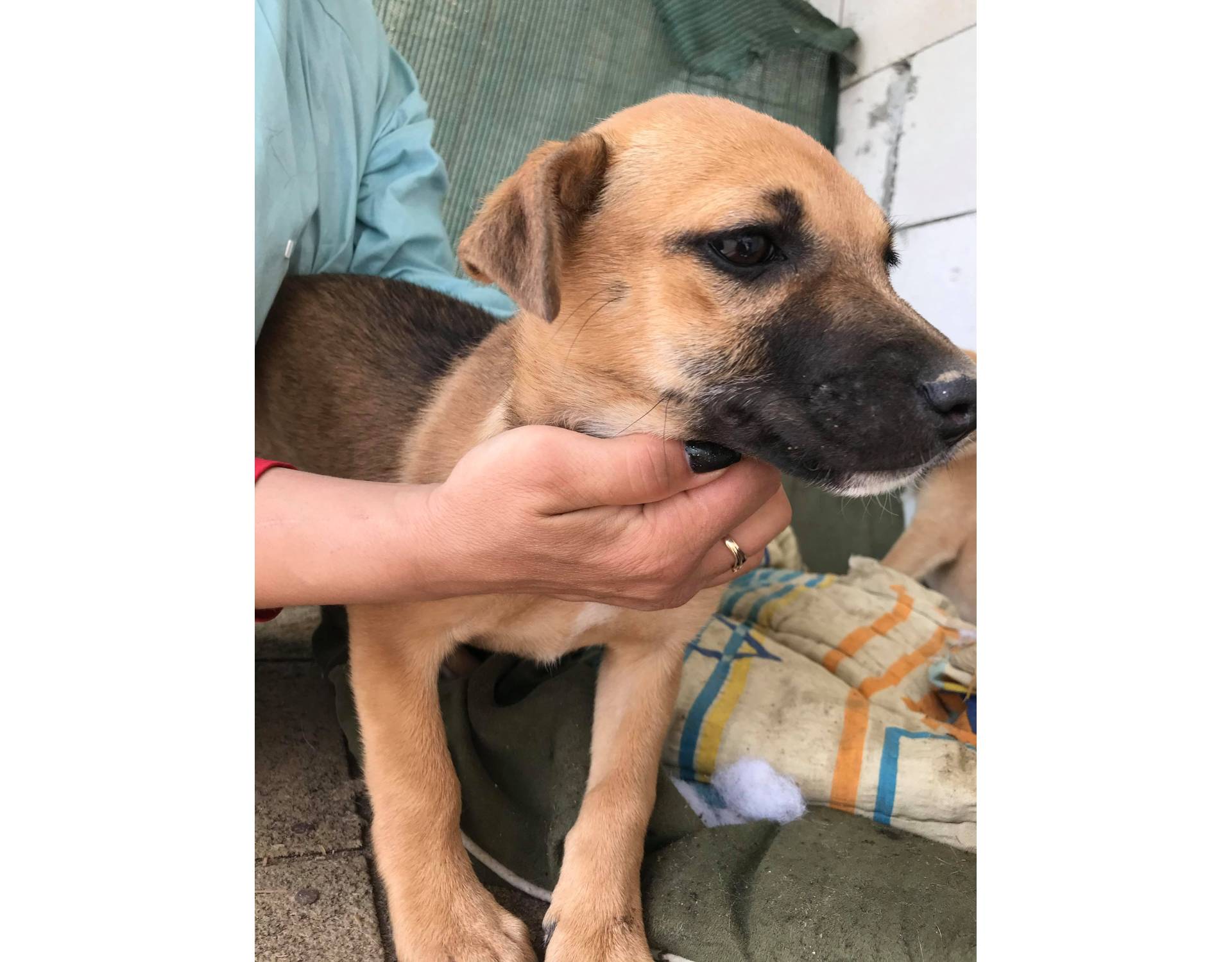 Pip | Medium Size Puppy Female Sociable | Rescue Dogs Romania