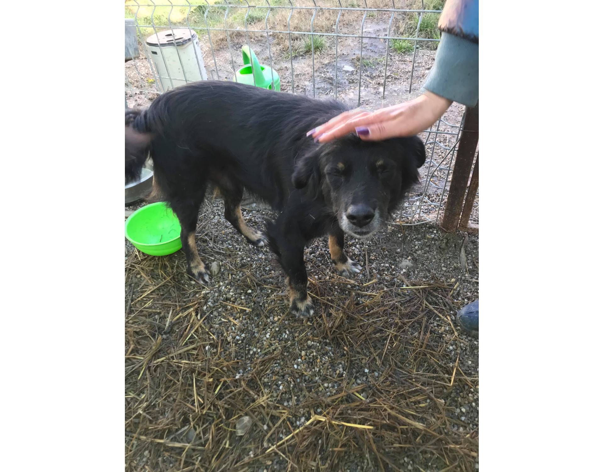 Cooper | Medium Size Grown-up Male Shy | Rescue Dogs Romania